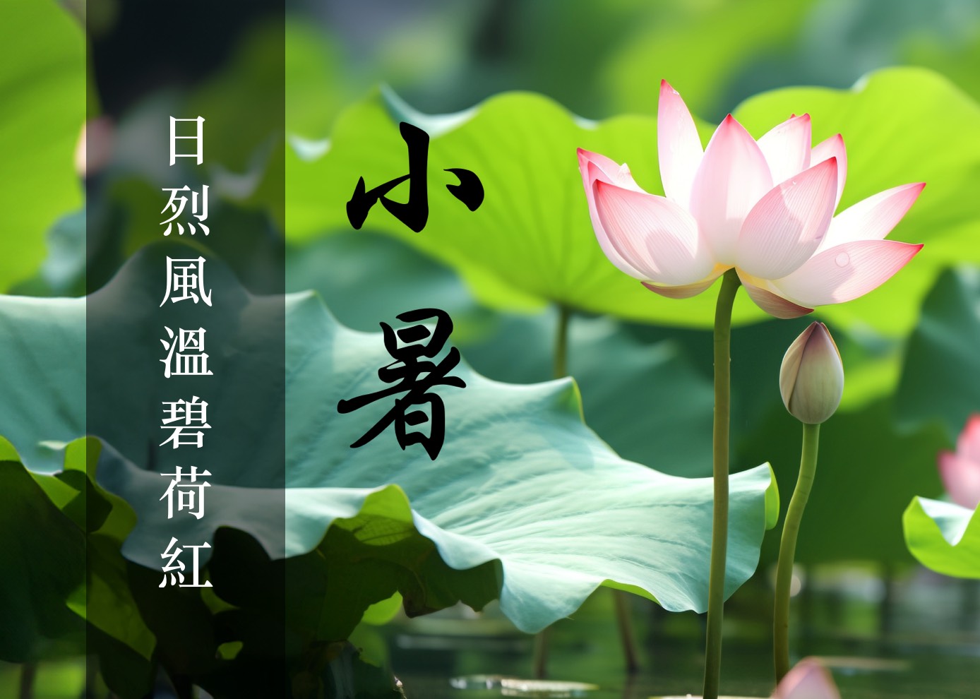 小暑：日烈風溫碧荷紅 | CCS.City